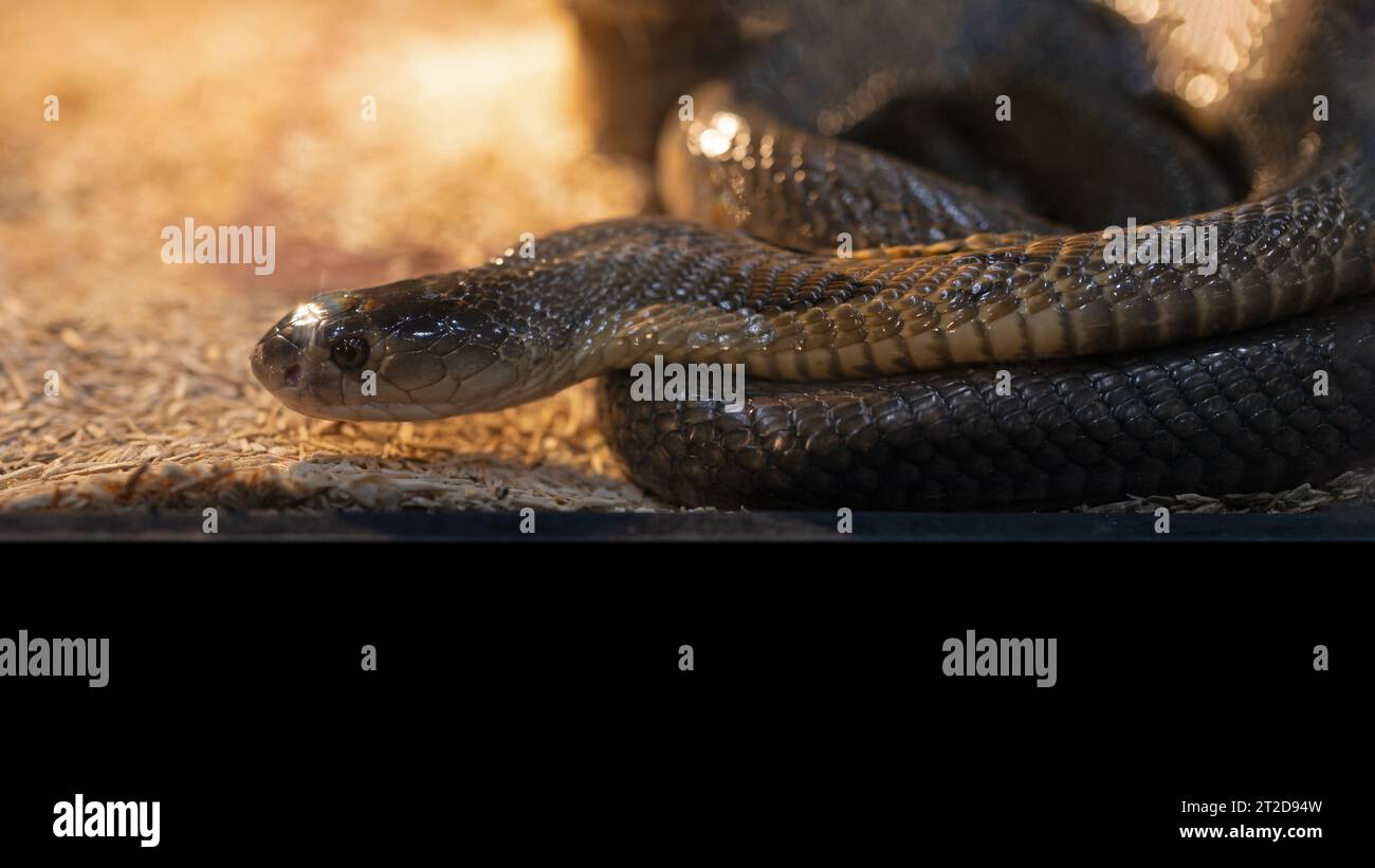 Close-up of a cobra coiled on the ground. The cobra is a venomous snake ...