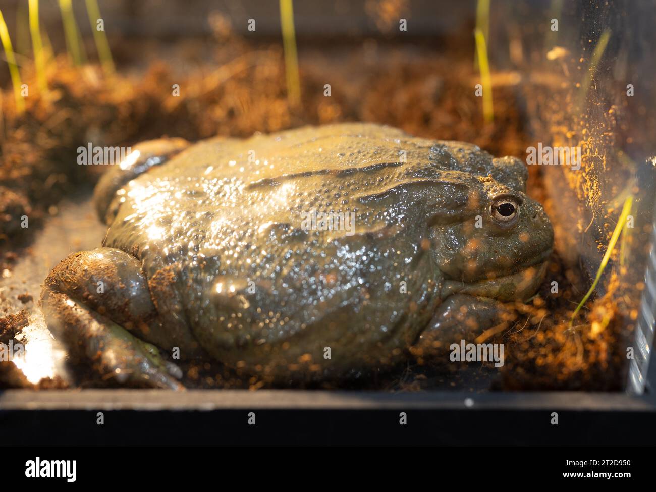 Burrowing frog hi-res stock photography and images - Alamy