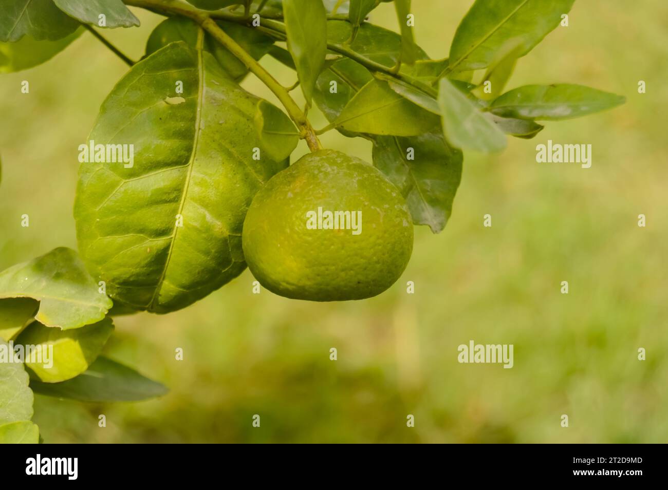 Calamansi hi-res stock photography and images - Alamy