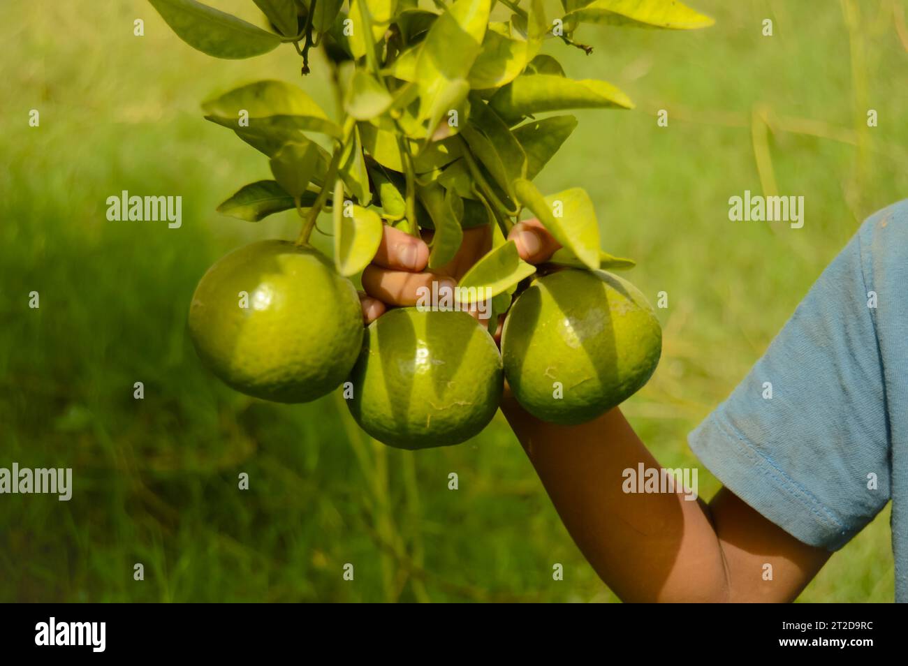 Calamansi juice hi-res stock photography and images - Alamy