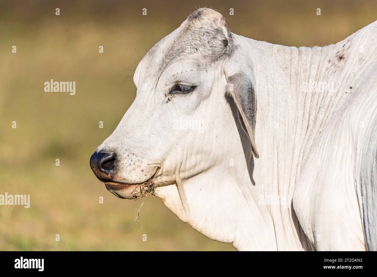 Australian Brahman Cow Cattle Closeup Portrait Stock Photo - Alamy