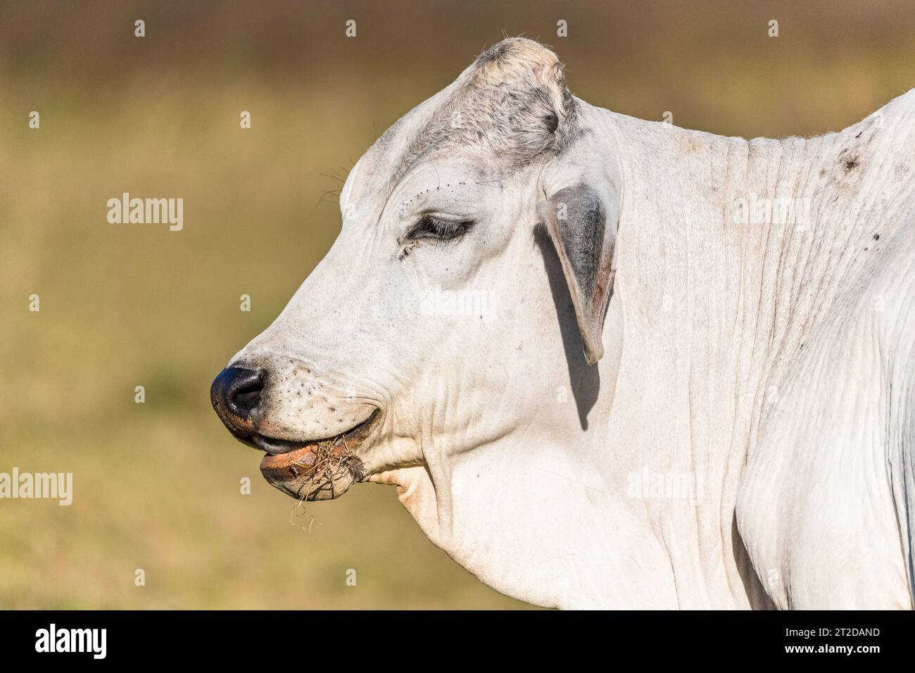 Australian Brahman Cow Cattle Closeup Portrait Stock Photo - Alamy