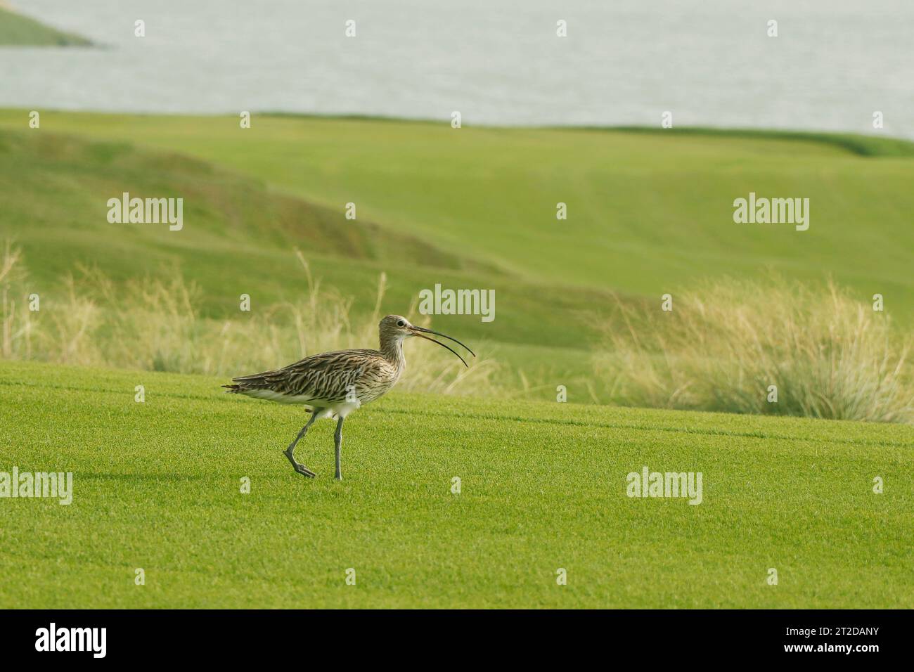 Eurasian curlew or common curlew is a very large wader in the family ...