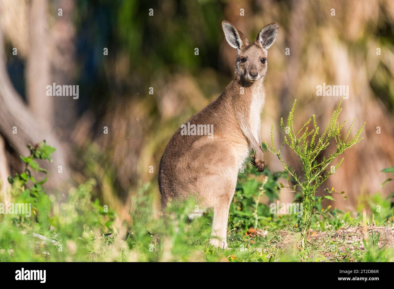 Eastern grey kangaroo macropus hi-res stock photography and images - Alamy