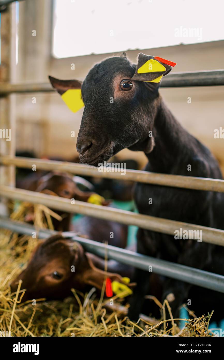 Black goat with yellow ear tags peeks out from behind a fence at a farm ...