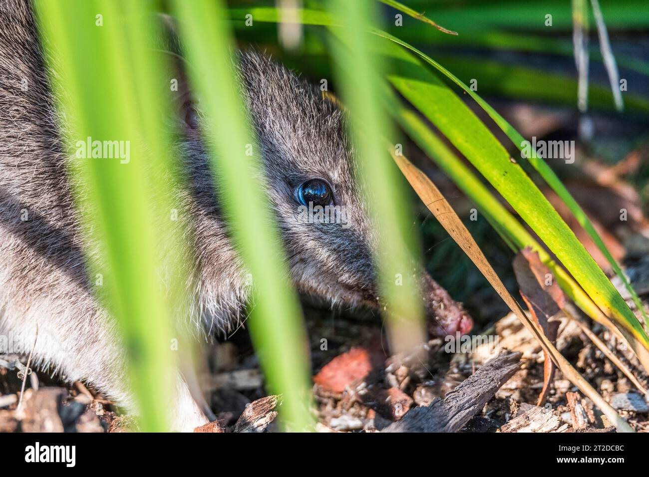 Long nose bandicoot (Perameles nasuta), foraging in leave litter Stock ...