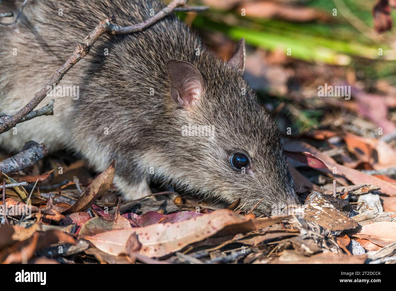 Long nose bandicoot (Perameles nasuta), foraging in leave litter Stock ...