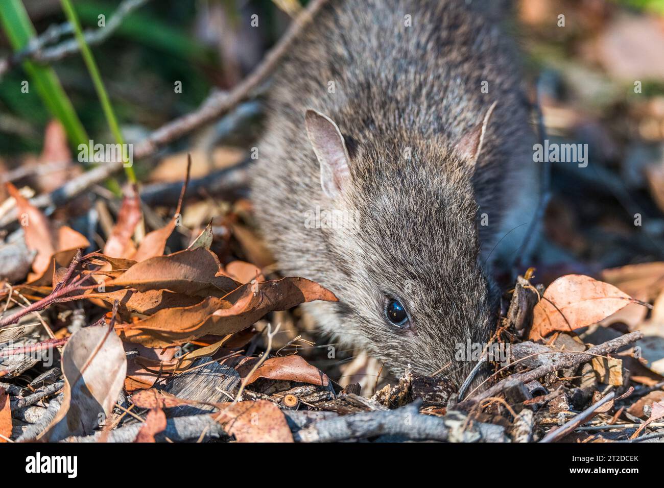 Long nose bandicoot (Perameles nasuta), foraging in leave litter Stock ...