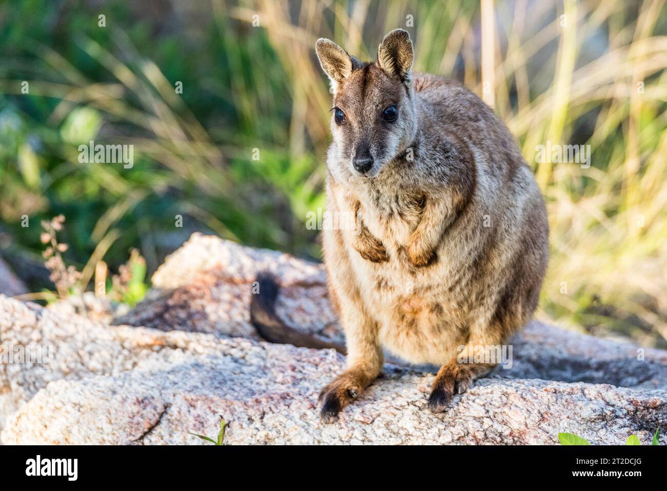 The allied rock-wallaby or Weasel rock-wallaby (Petrogale assimilis) is ...