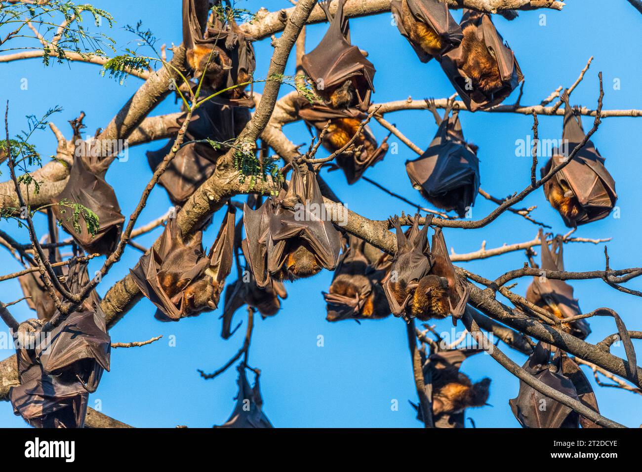 A large colony of small Australian little red flying foxes or fruit ...