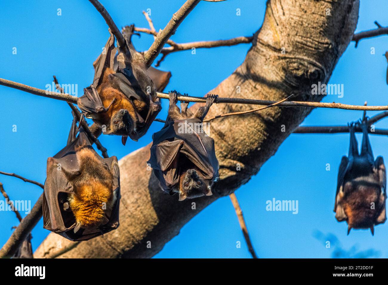 Australian native bats hi-res stock photography and images - Alamy