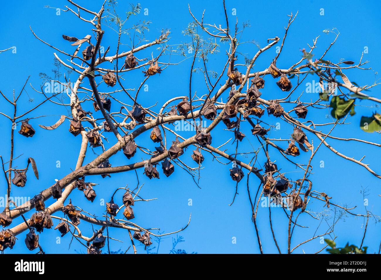 Australian native bats hi-res stock photography and images - Alamy