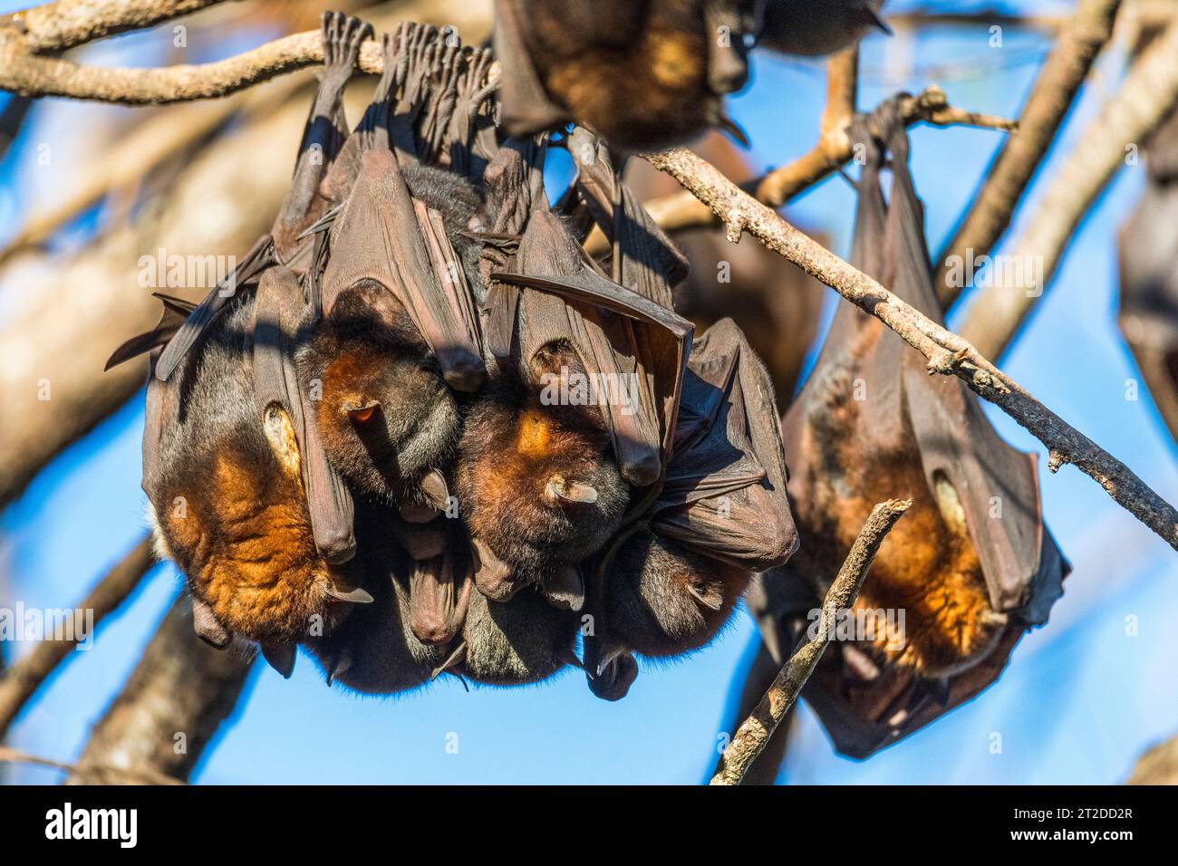 A large colony of small Australian little red flying foxes or fruit ...