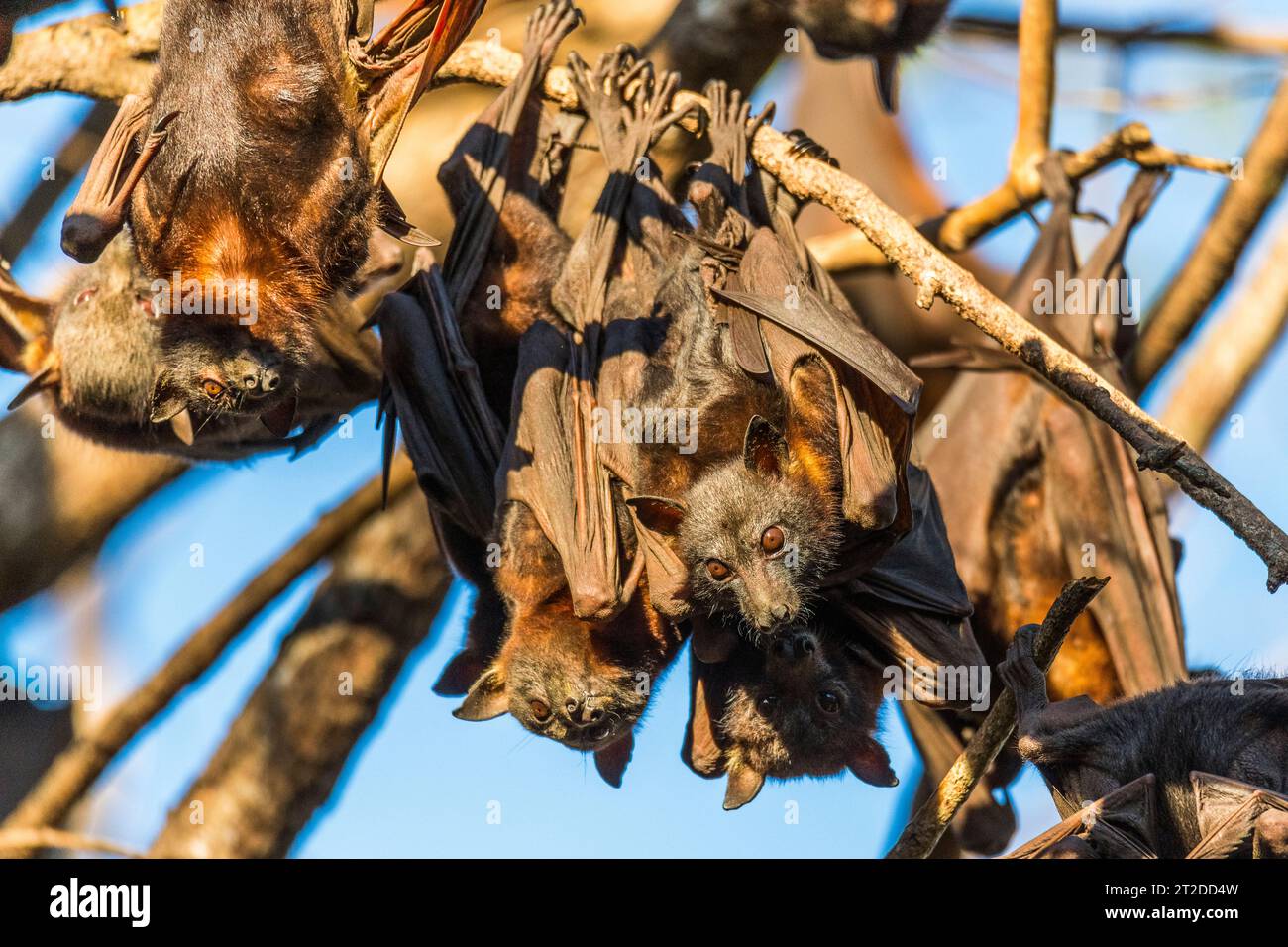 A large colony fruit bats hi-res stock photography and images - Alamy