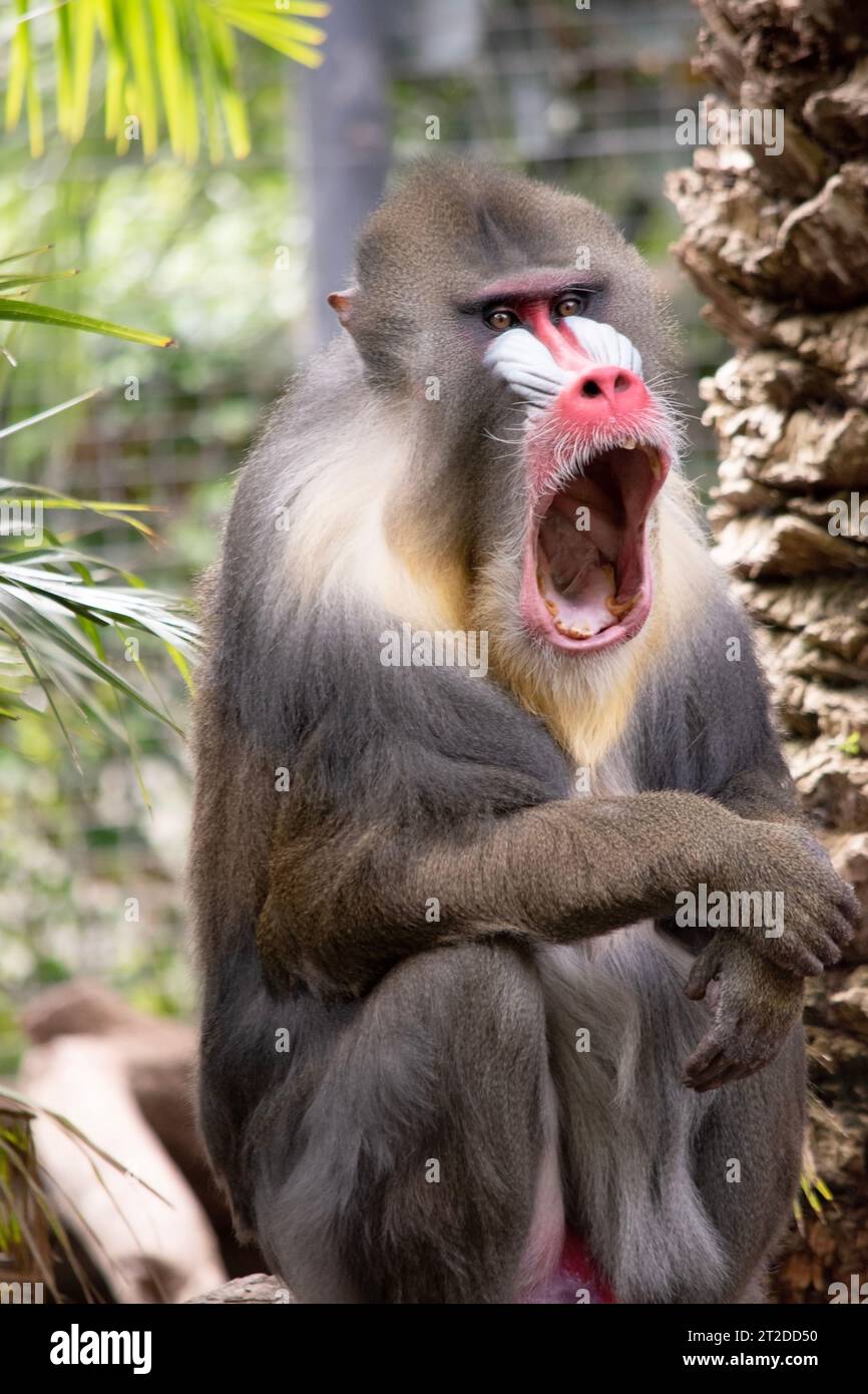 the mandrill has thick ridges along the nose that are purple and blue ...