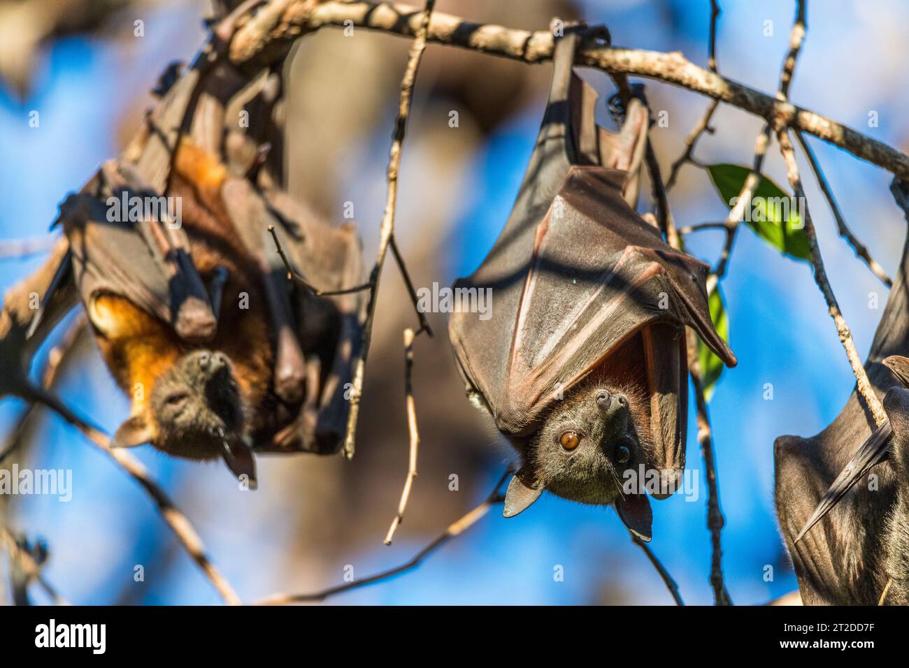 Australian native bats hi-res stock photography and images - Alamy