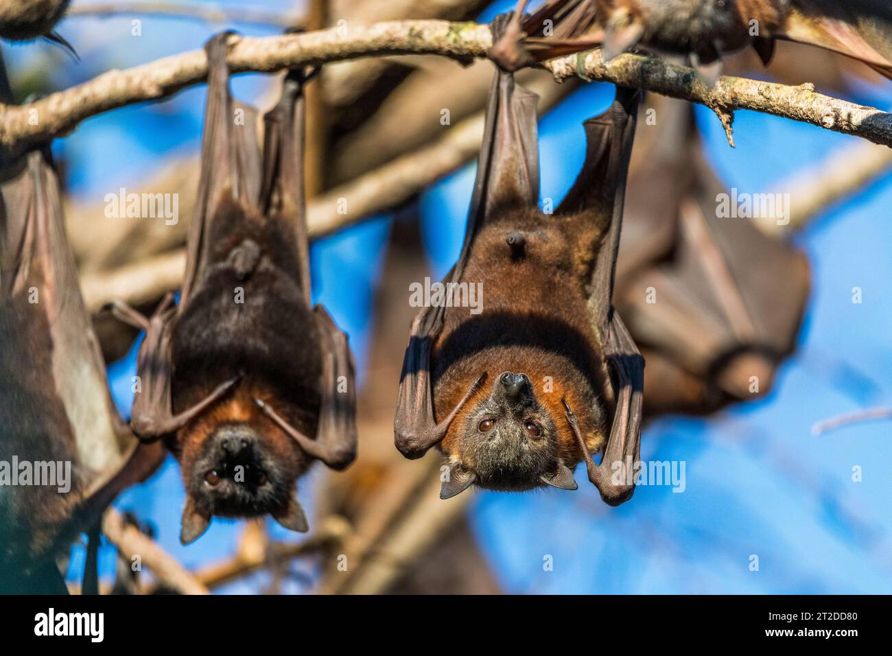Australian native bats hi-res stock photography and images - Alamy