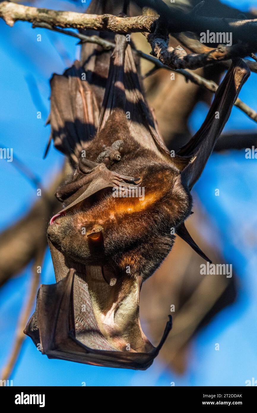 A large colony of small Australian little red flying foxes or fruit ...