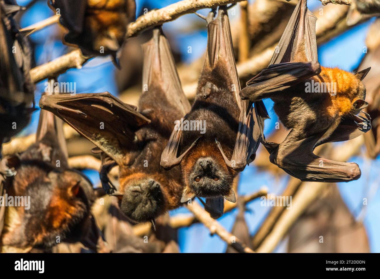 A large colony of small Australian little red flying foxes or fruit ...