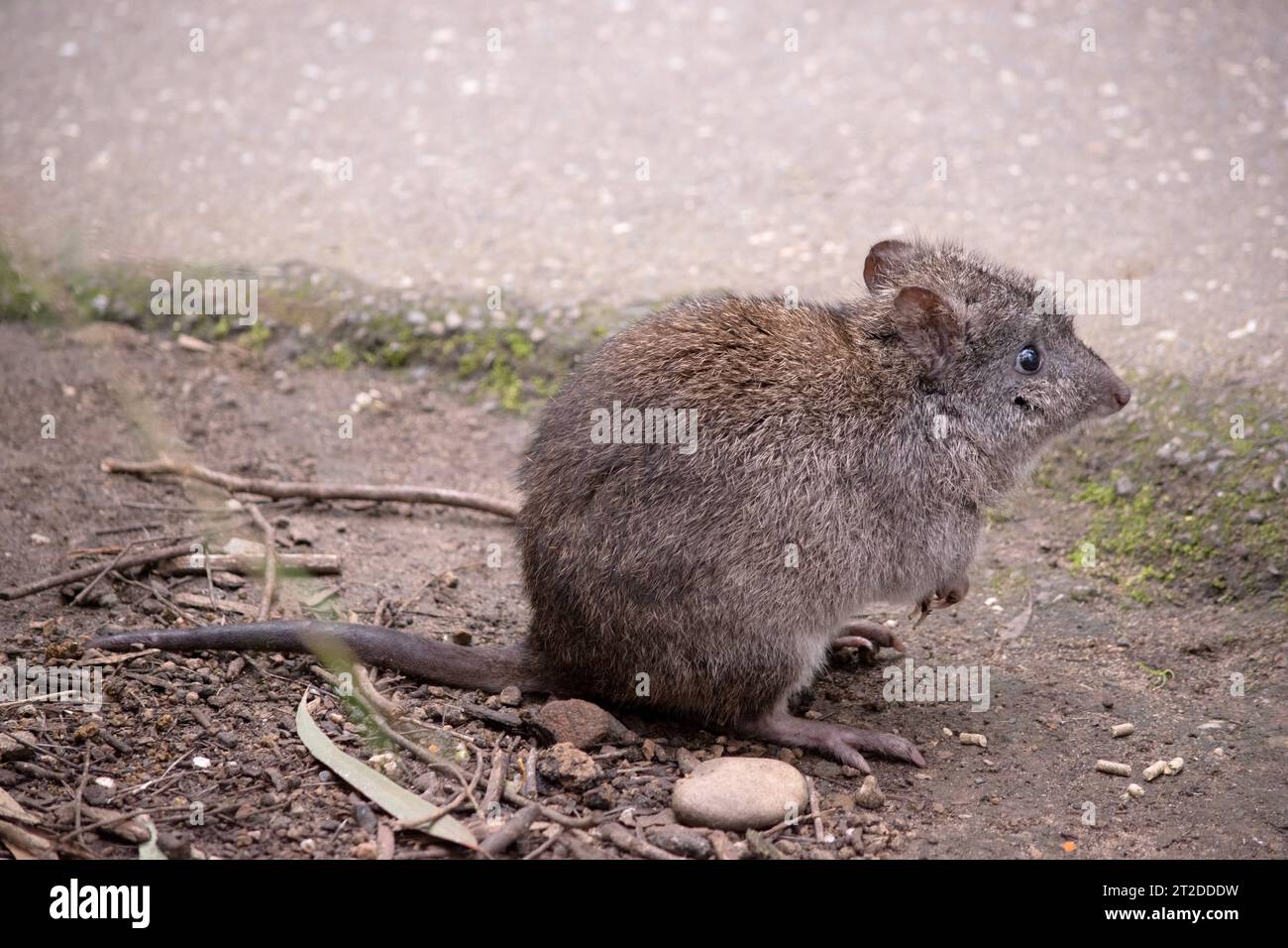 The Long-nosed Potoroo have a brown to grey upper body and paler ...
