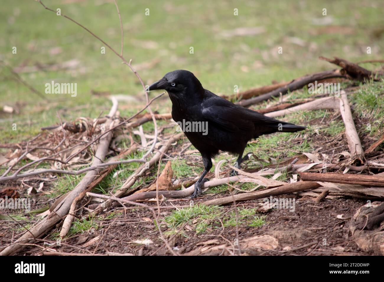 Australian Ravens are black with white eyes in adults. The feathers on ...