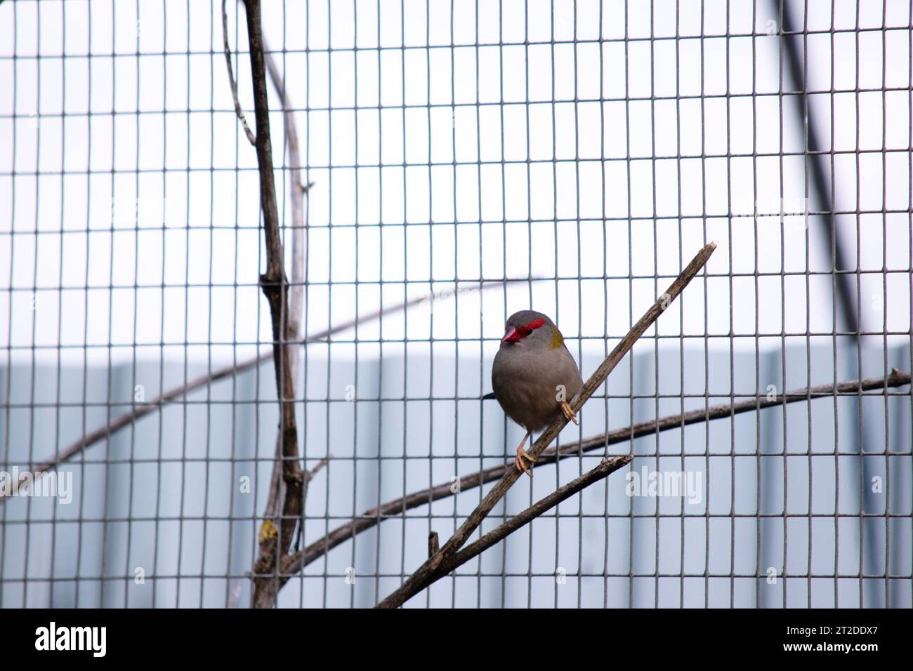 The Red-browed Finch is most easily recognised by its bright red ...