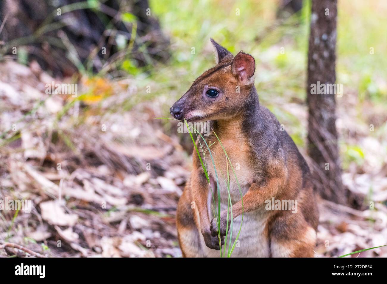 Diprotodontia hi-res stock photography and images - Alamy