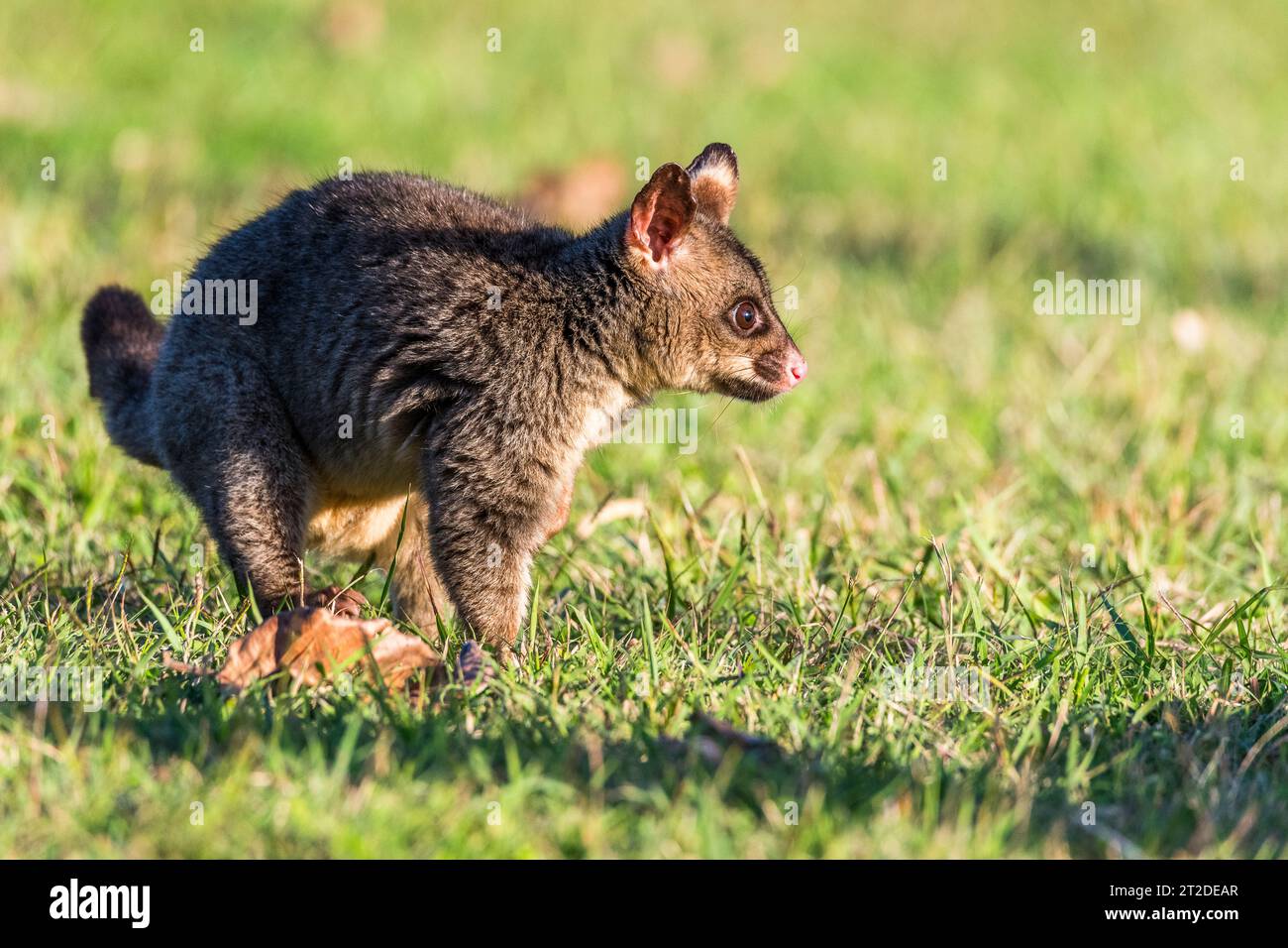 The common brushtail possum (Trichosurus vulpecula) is a nocturnal ...