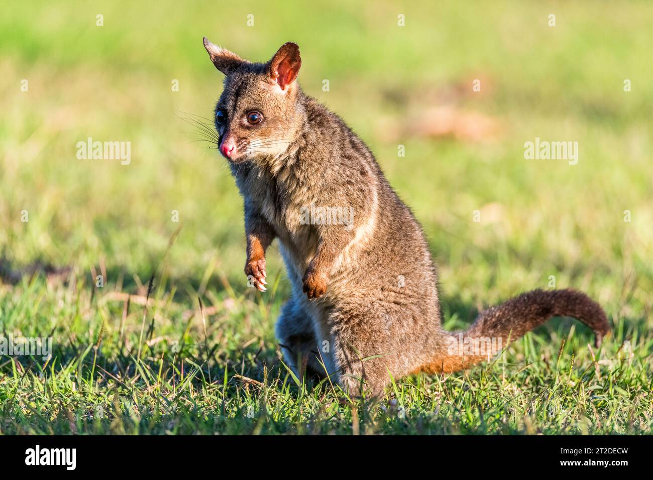 The common brushtail possum (Trichosurus vulpecula) is a nocturnal ...
