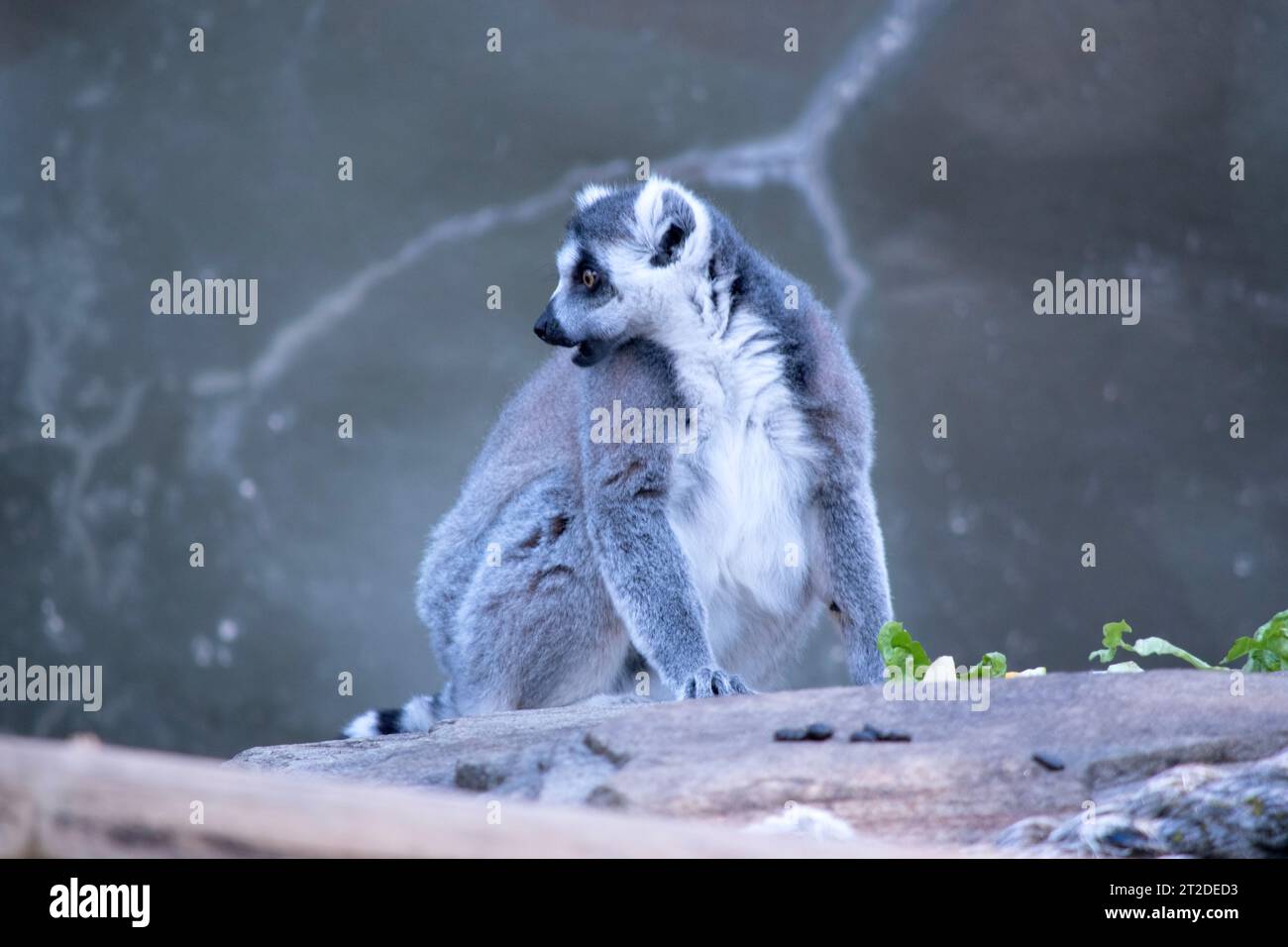 Ring-tailed lemur backs are grey to rosy brown with grey limbs and dark ...