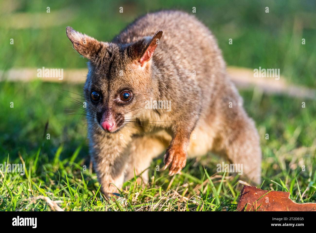 The common brushtail possum (Trichosurus vulpecula) is a nocturnal ...