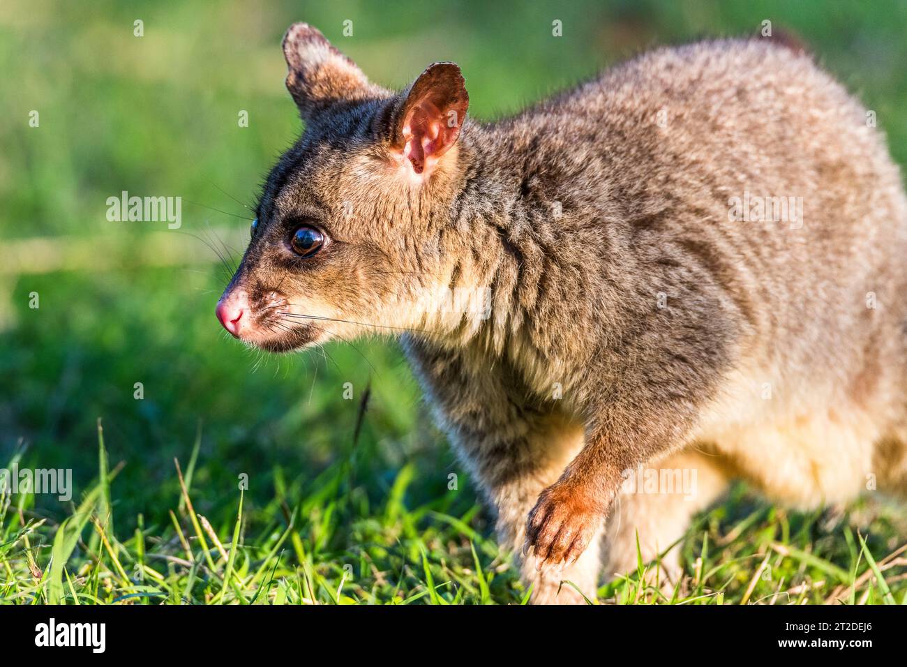 The common brushtail possum (Trichosurus vulpecula) is a nocturnal ...