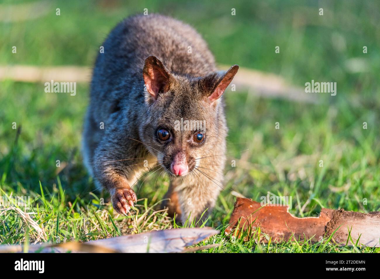 The common brushtail possum (Trichosurus vulpecula) is a nocturnal ...