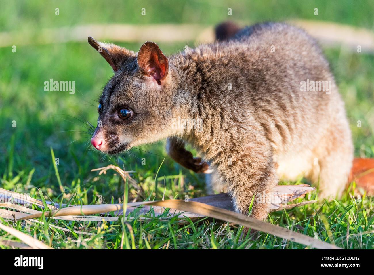 The common brushtail possum (Trichosurus vulpecula) is a nocturnal ...