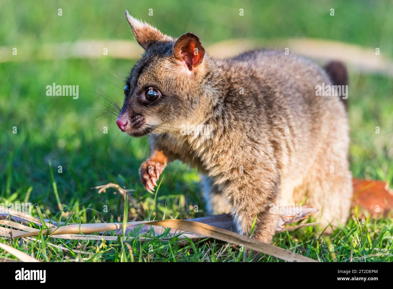 The common brushtail possum (Trichosurus vulpecula) is a nocturnal ...