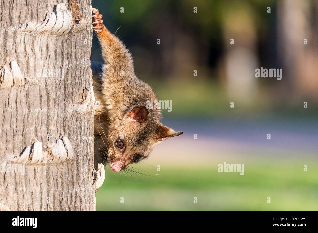 The common brushtail possum (Trichosurus vulpecula) is a nocturnal ...