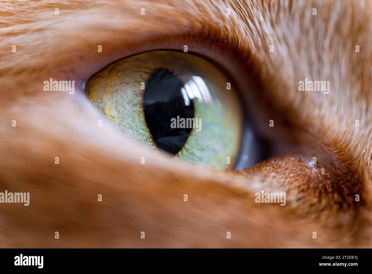 closeup of an orange tabby cat eye Stock Photo - Alamy