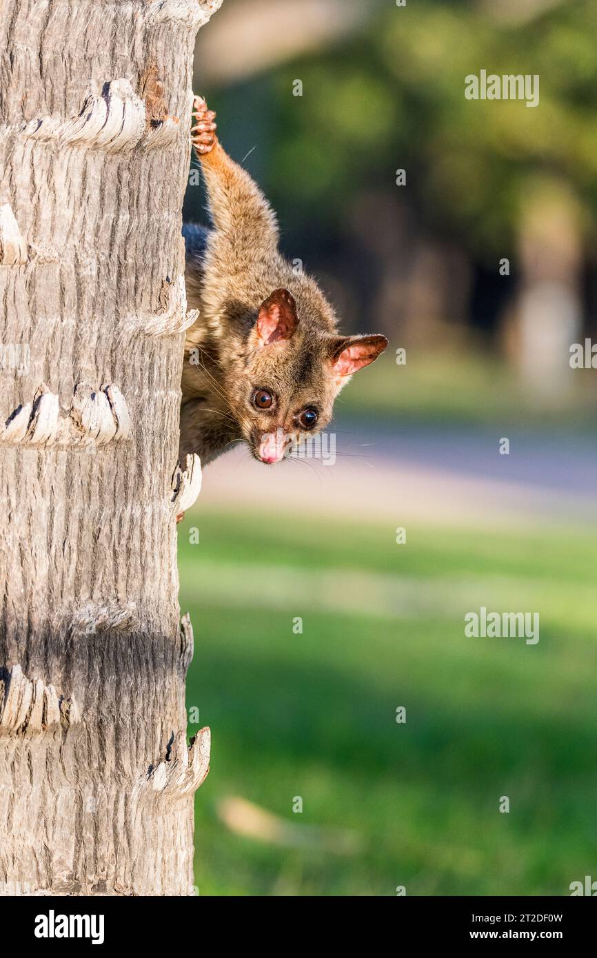 The common brushtail possum (Trichosurus vulpecula) is a nocturnal ...
