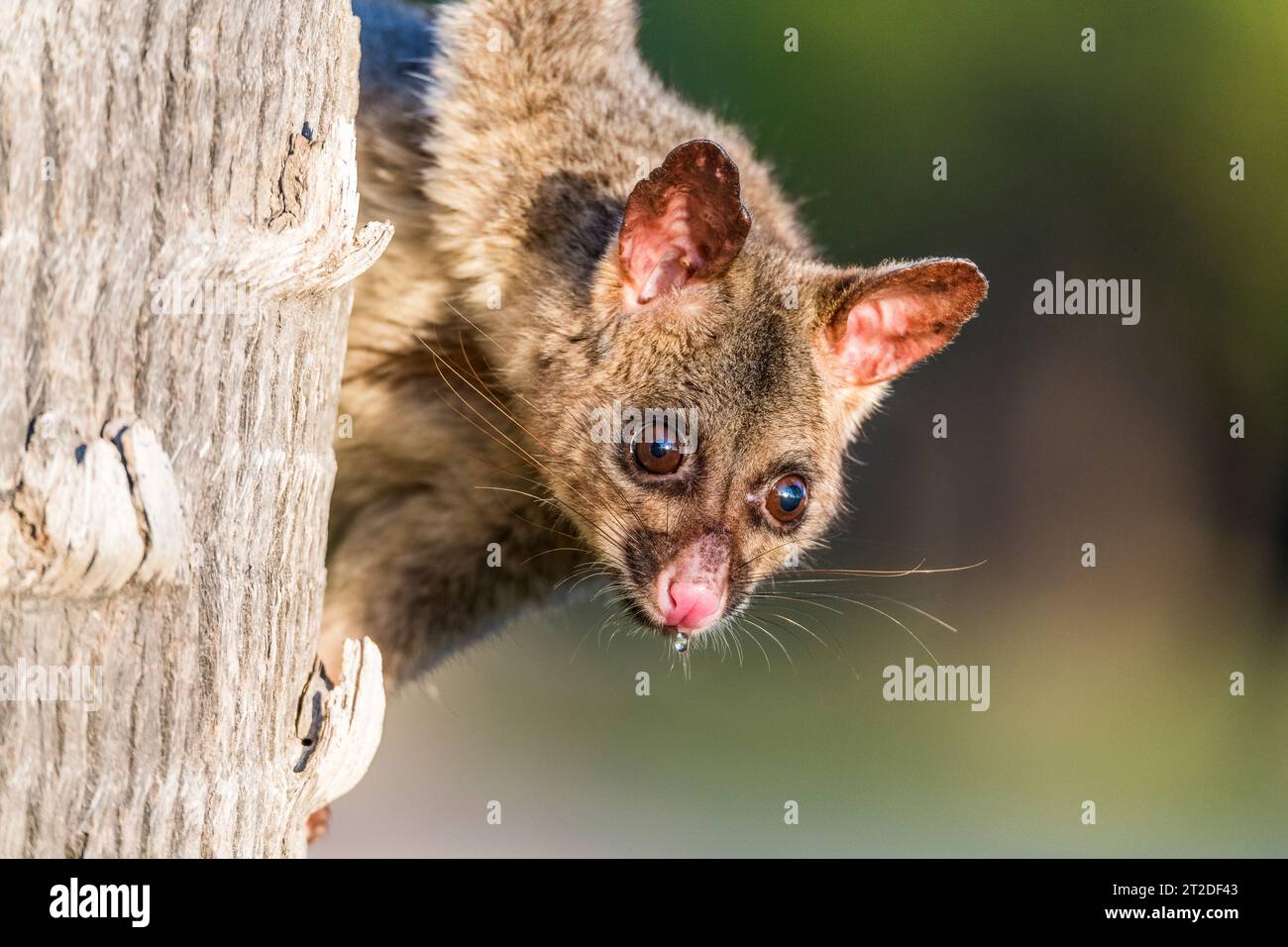 The common brushtail possum (Trichosurus vulpecula) is a nocturnal ...