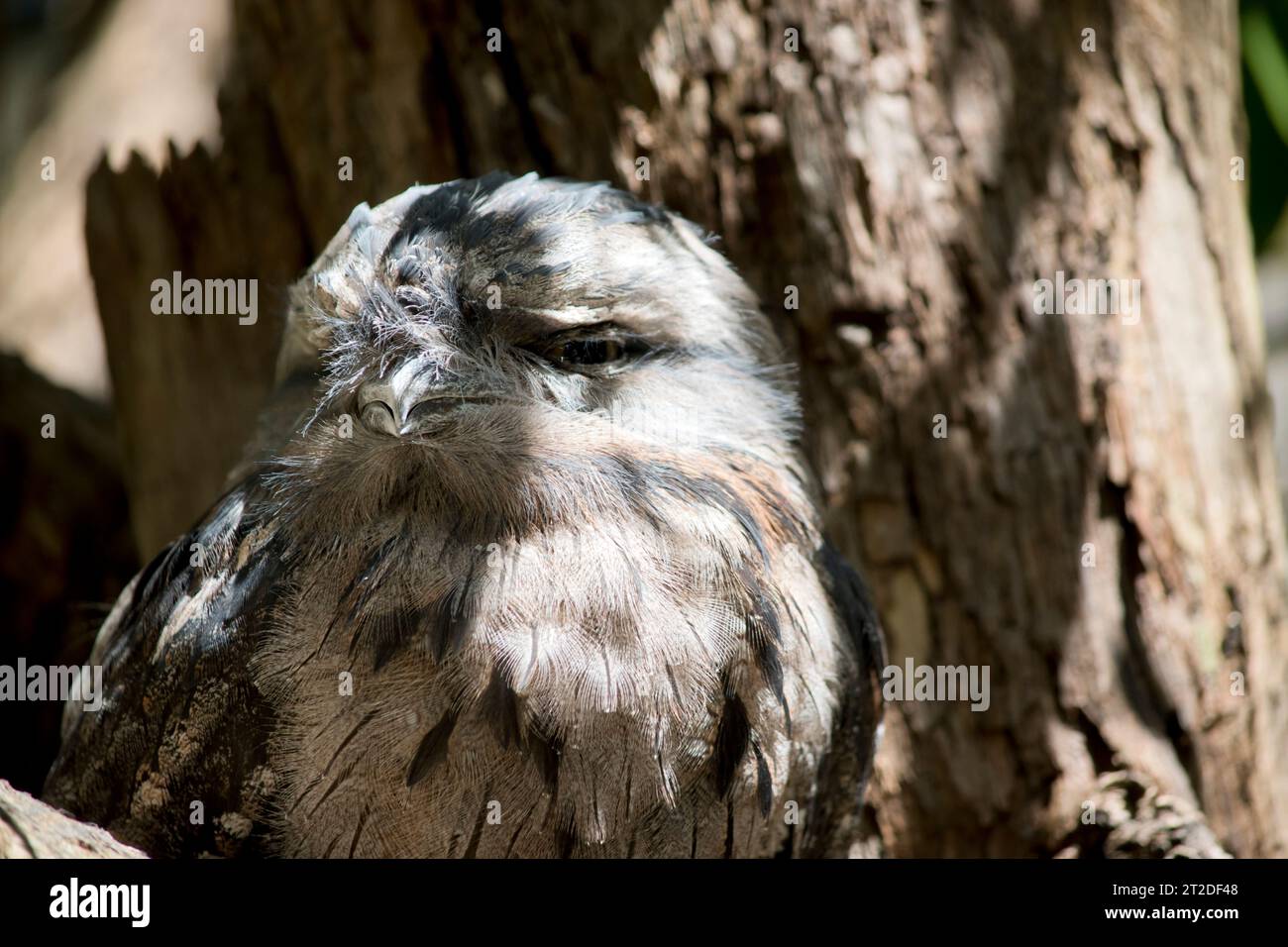 the tawny frogmouth uses it coloring to hide from preditors as it ...