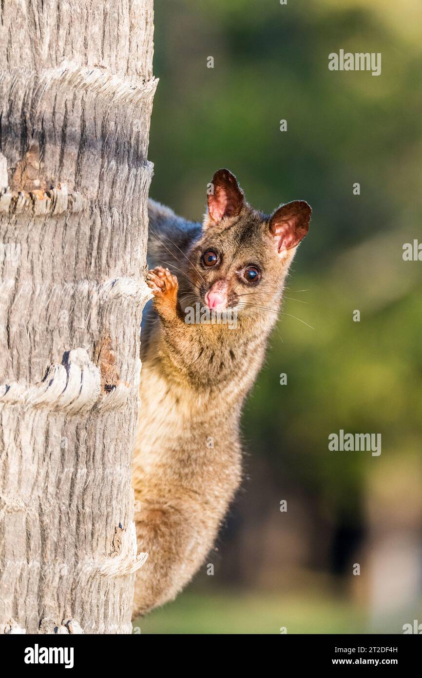 The common brushtail possum (Trichosurus vulpecula) is a nocturnal ...