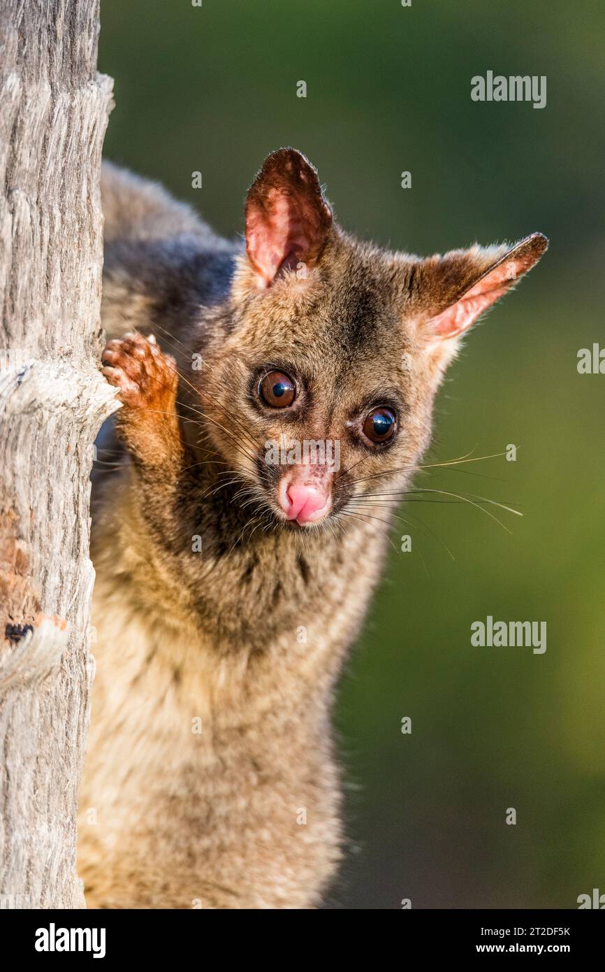 The common brushtail possum (Trichosurus vulpecula) is a nocturnal ...