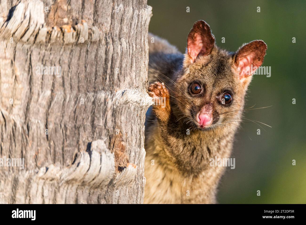 The common brushtail possum (Trichosurus vulpecula) is a nocturnal ...