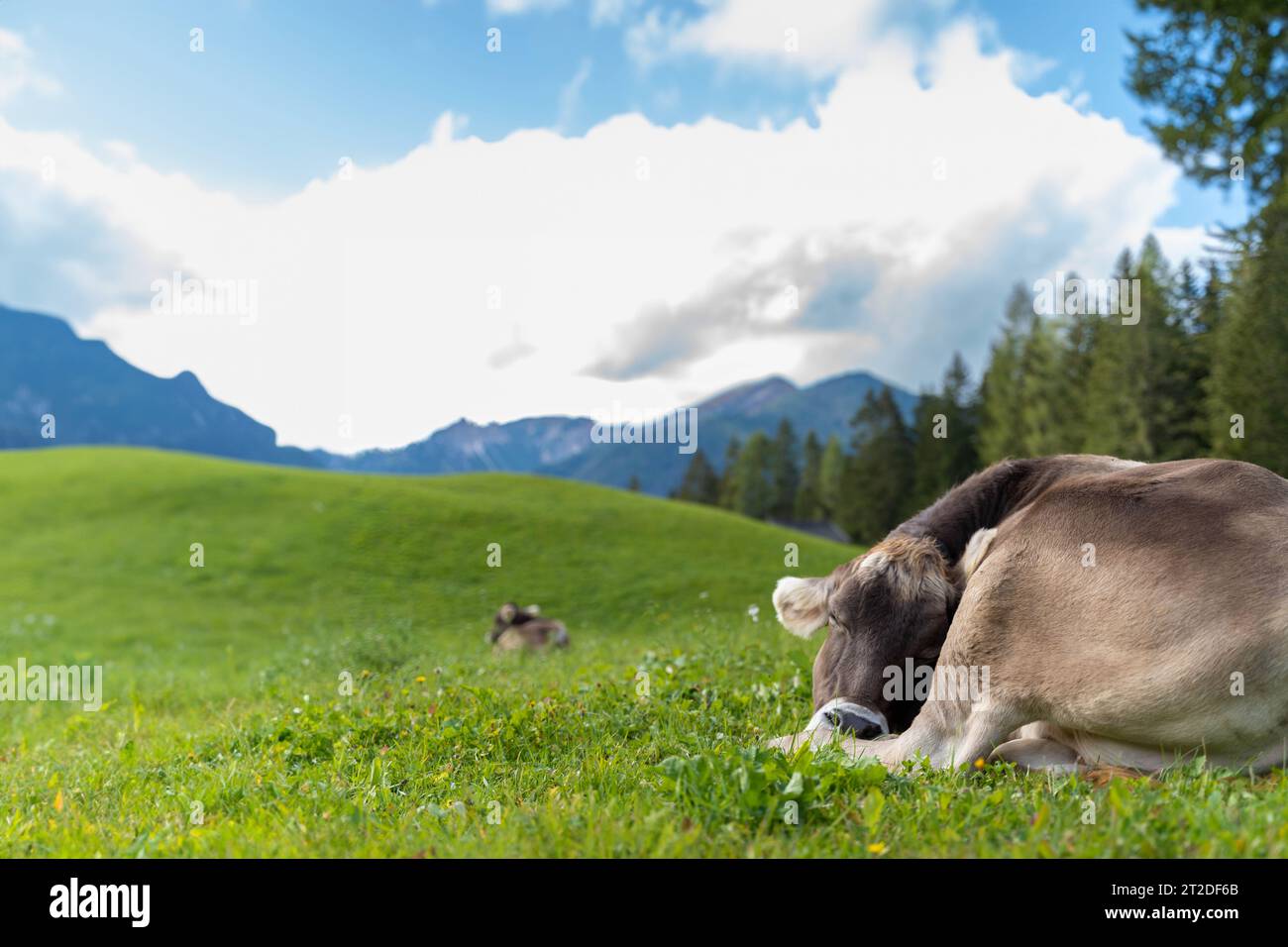 Laying cows in nature hi-res stock photography and images - Alamy