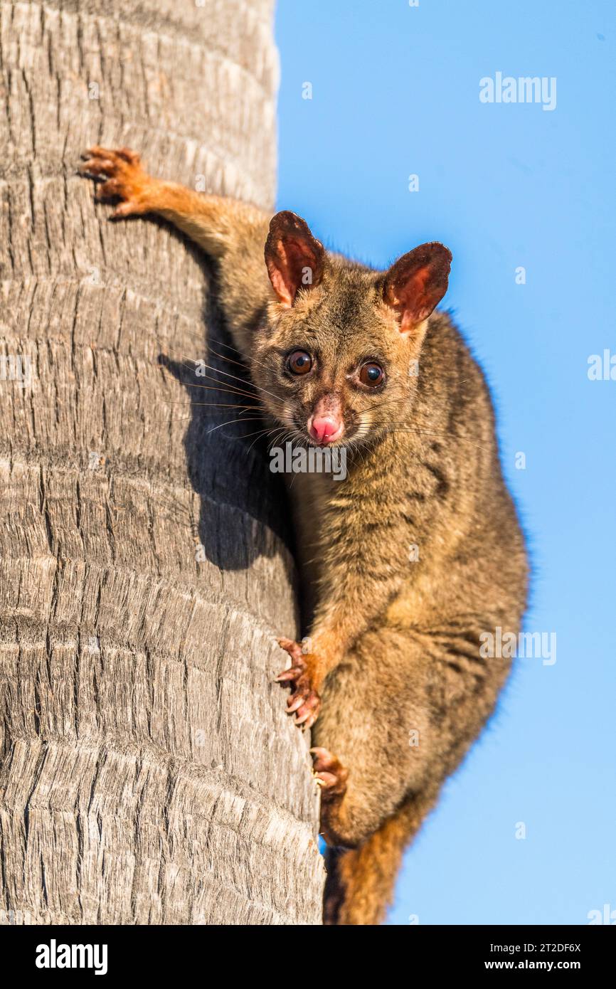 The common brushtail possum (Trichosurus vulpecula) is a nocturnal ...