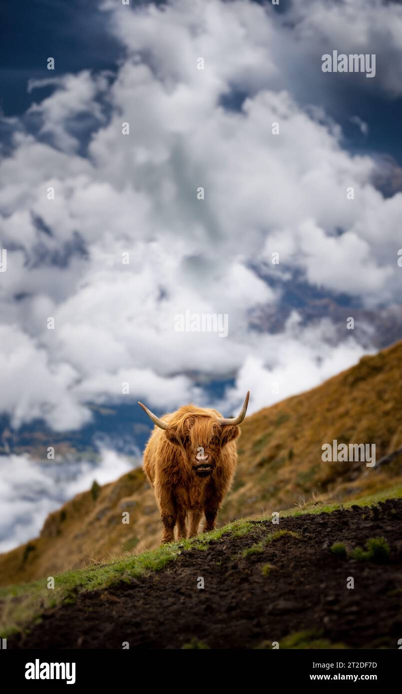 Scottish Highland cow grazing in the Dolomites mountains in northern ...