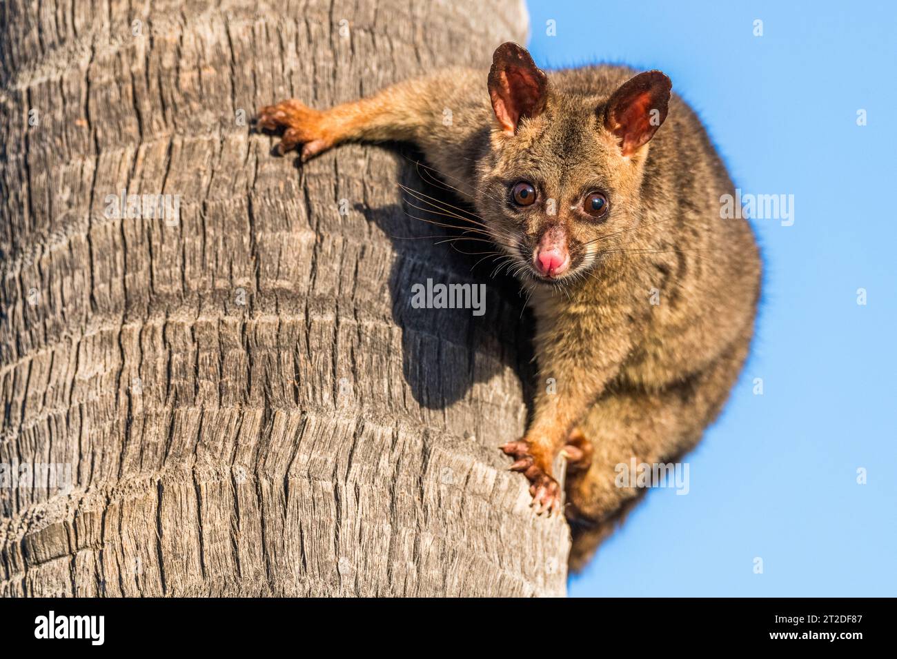The common brushtail possum (Trichosurus vulpecula) is a nocturnal ...