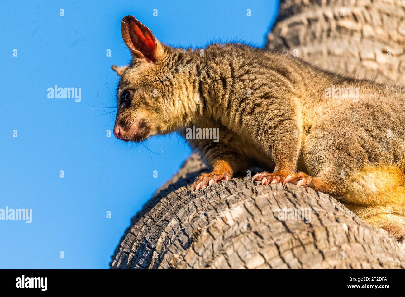 The common brushtail possum (Trichosurus vulpecula) is a nocturnal ...