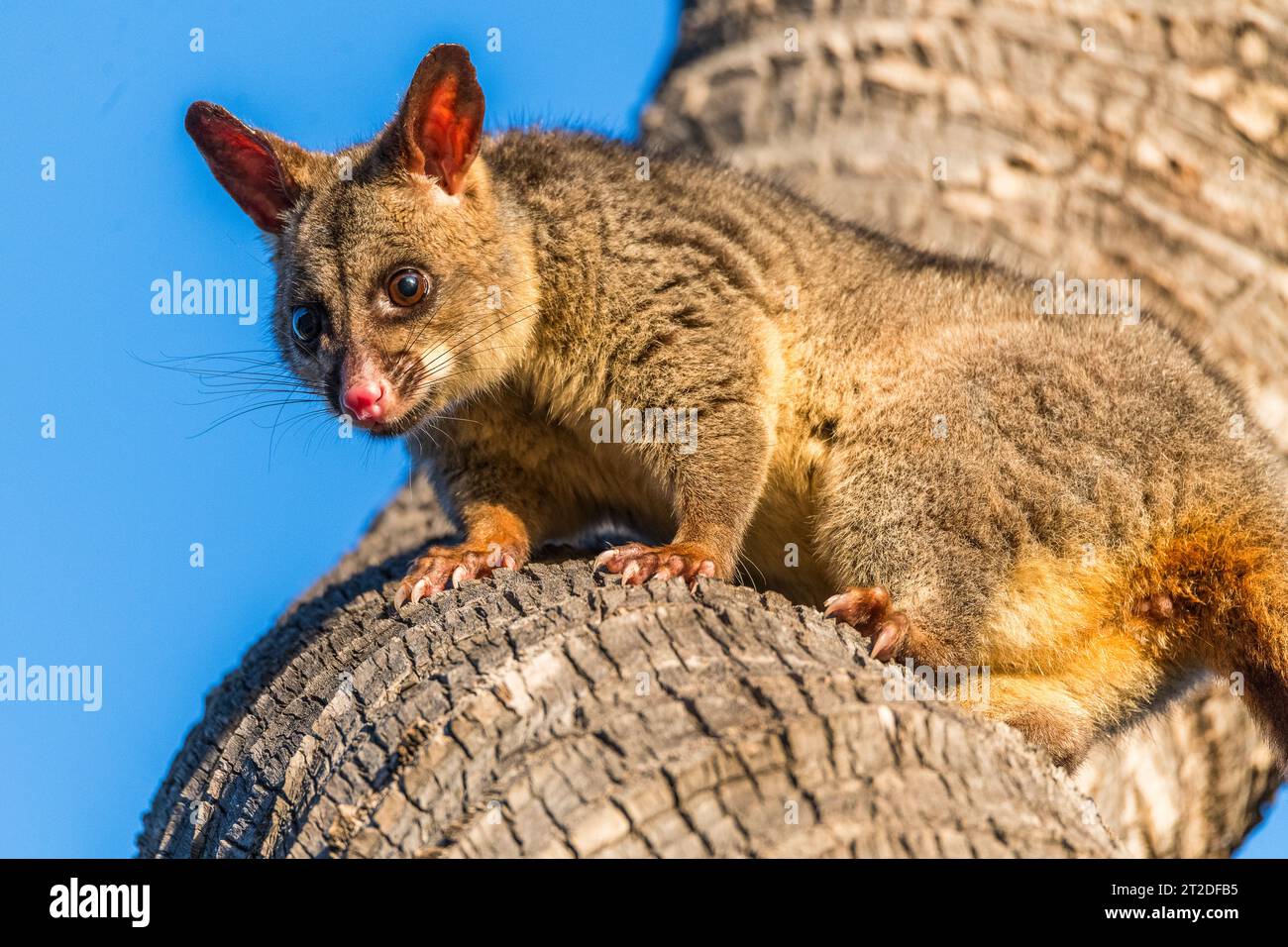 The common brushtail possum (Trichosurus vulpecula) is a nocturnal ...
