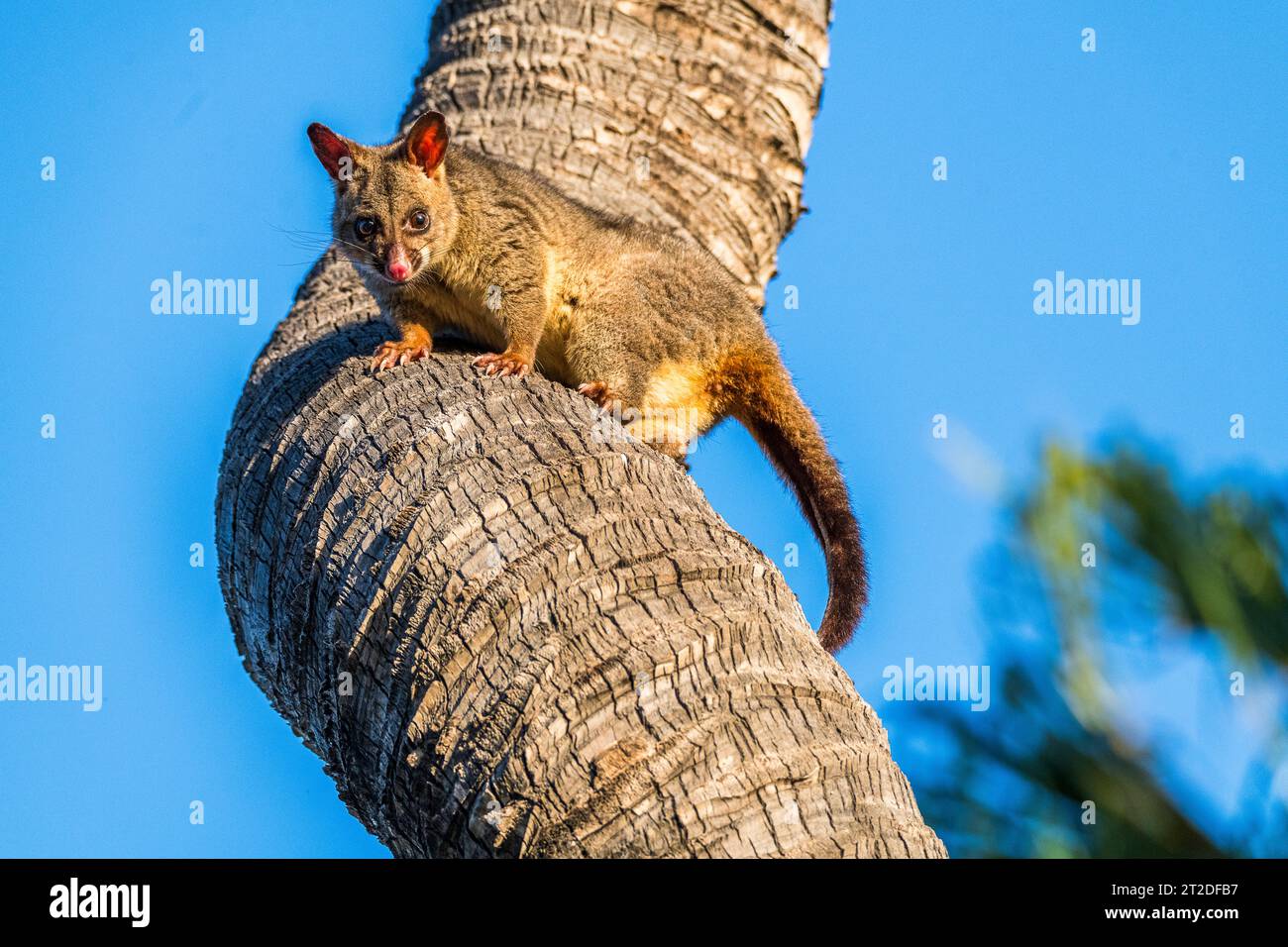 The common brushtail possum (Trichosurus vulpecula) is a nocturnal ...